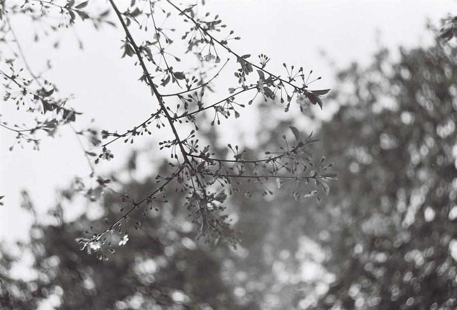 Bokeh CZJ Biotar 58/2 :: Lens: Carl Zeiss Jena Biotar 58 mm f/ 2 - test ...